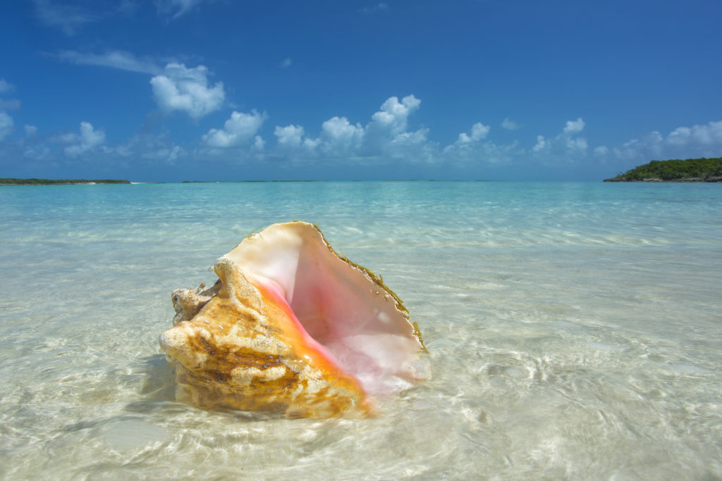 Conch Shell Highbourne Cay - Douglas Stratton Fine Art Travel Photography