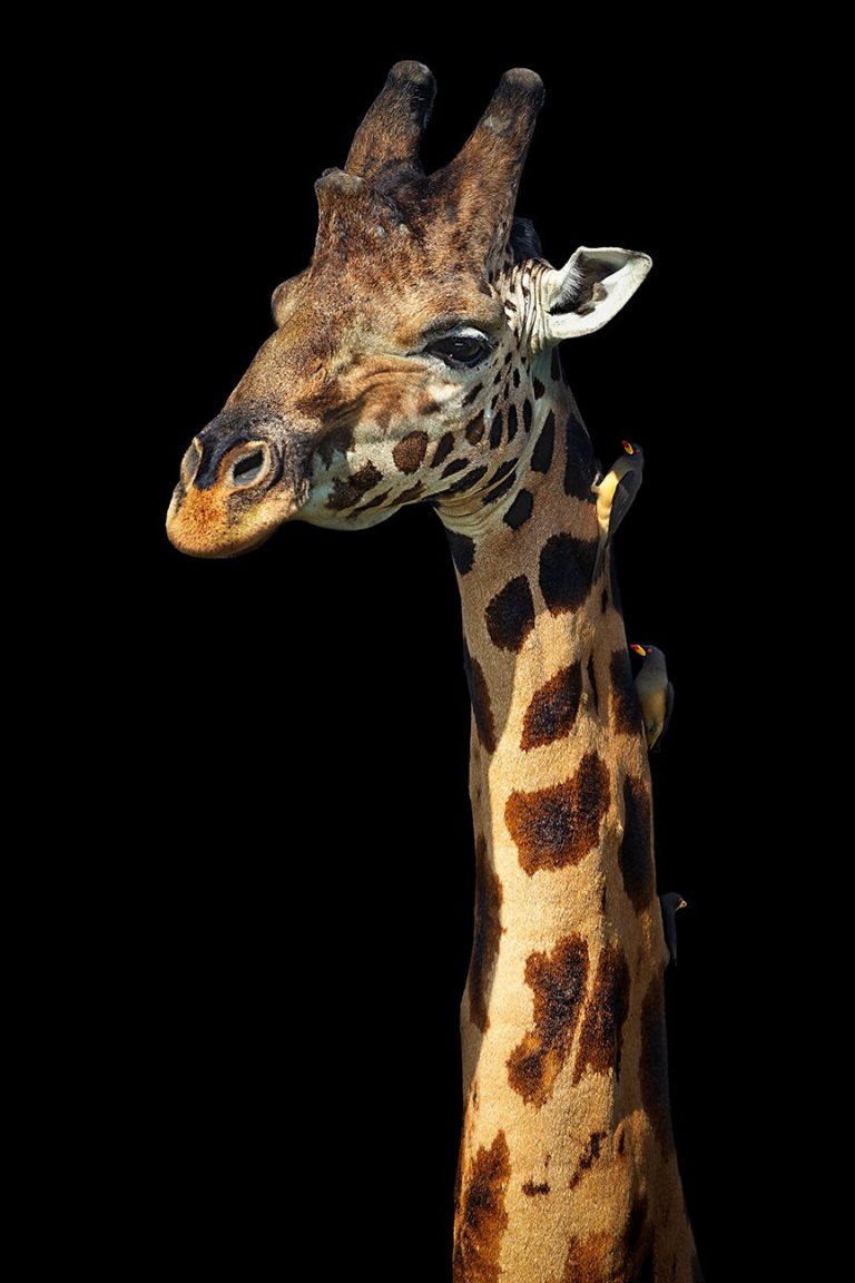 Ecological Scenes Highlight Animal Photography Prints by Atlanta’s ...