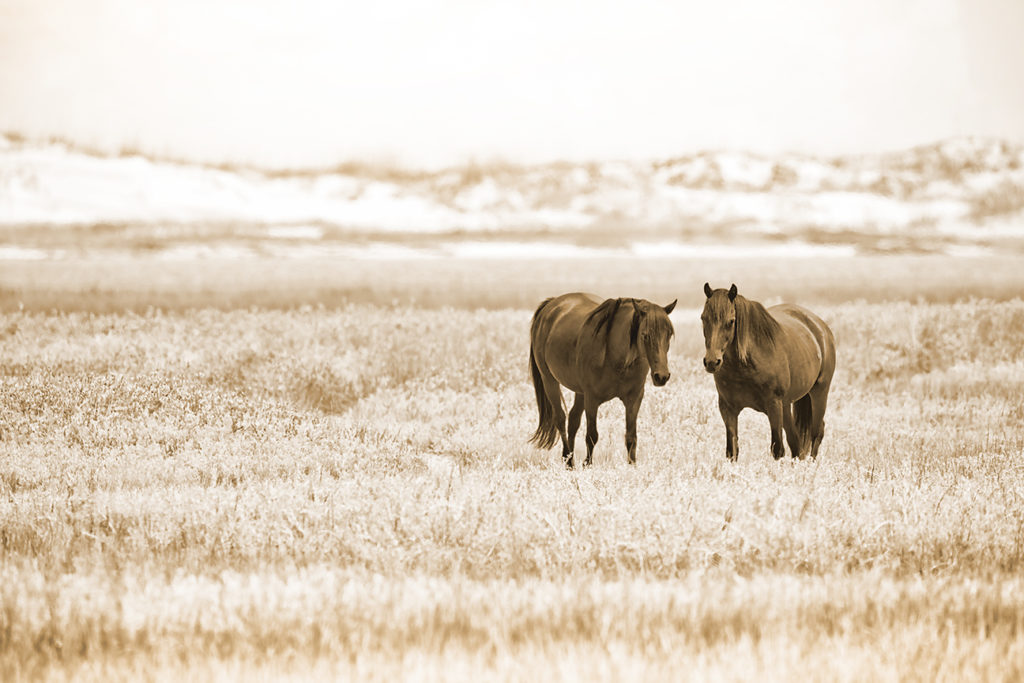 Wild Horses in Sepia 2 Horses in a Field - Douglas Stratton Fine Art ...